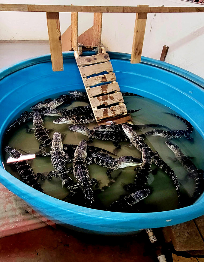 The famous gator exhibit – because nothing makes you appreciate a good bargain like shopping with prehistoric predators as your audience.
