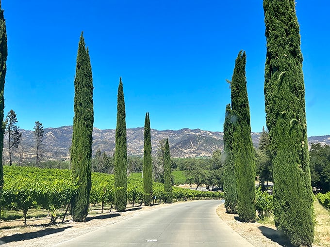 The cypress-lined entrance road creates the perfect dramatic approach. Like Italy's famous tree-lined avenues, but with California sunshine and better parking options.