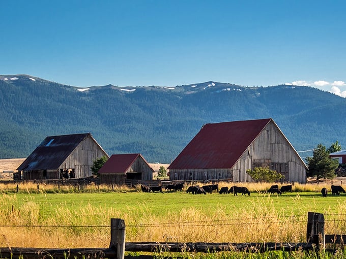 Where cattle graze peacefully against mountain backdrops. No traffic noise, no sirens—just the occasional moo to remind you you're not in San Francisco anymore.
