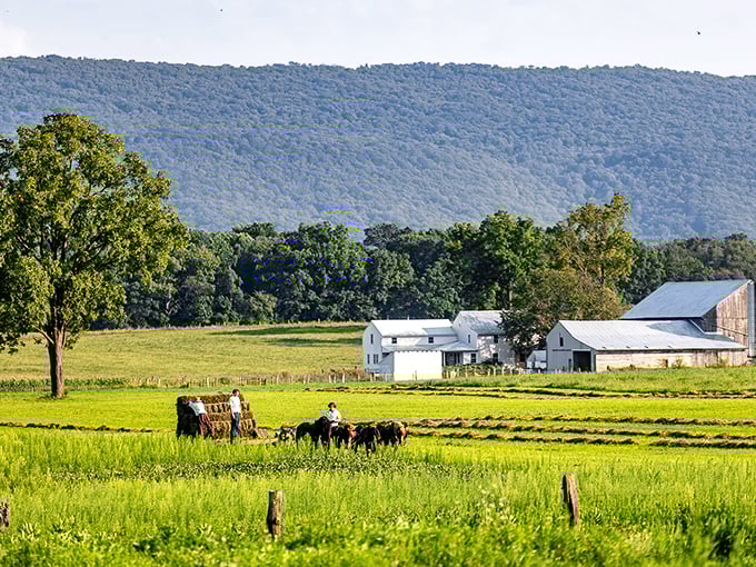 While most of America rushes through drive-thrus, here's a farmer gathering hay the way it's been done for centuries—with patience and purpose.