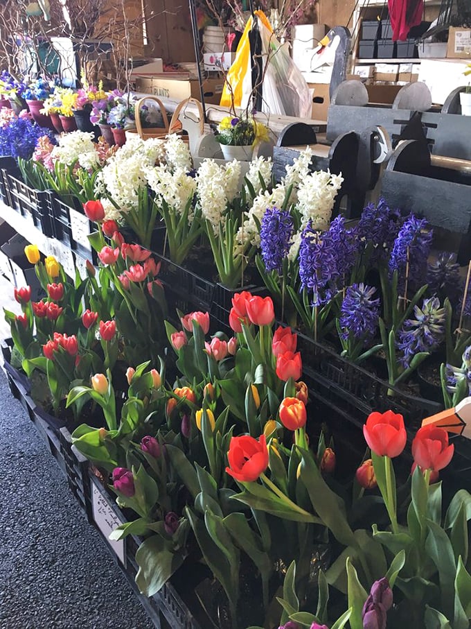 Spring erupts in vibrant blooms! Tulips and hyacinths create a fragrant oasis amid the vintage treasures, reminding shoppers that beauty is ephemeral.