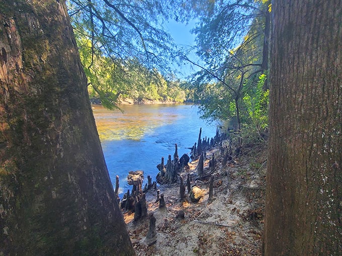 Where spring meets river—a perfect visual of why they call it "Madison Blue" meeting the tea-colored Withlacoochee.