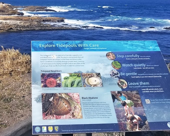 A tidepooler's field guide to underwater neighbors. These miniature marine worlds are nature's version of reality TV—drama, beauty, and survival all in one.