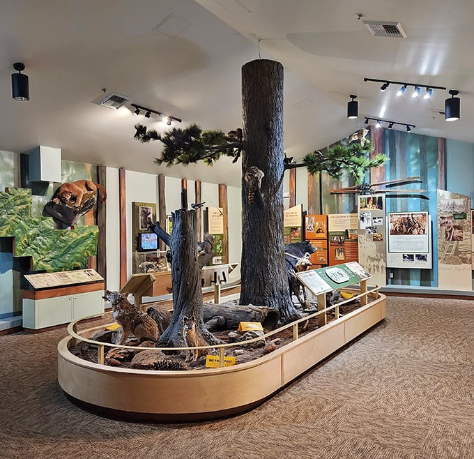 The museum brings the forest indoors with impressive displays. Tree knowledge without the mosquito bites—now that's civilization!
