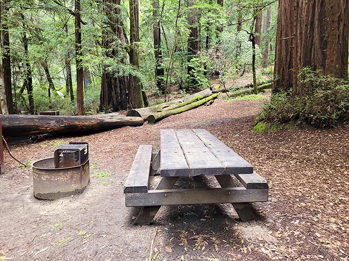 Picnic tables in paradise – where sandwiches somehow taste better and conversations linger longer beneath the redwood canopy.