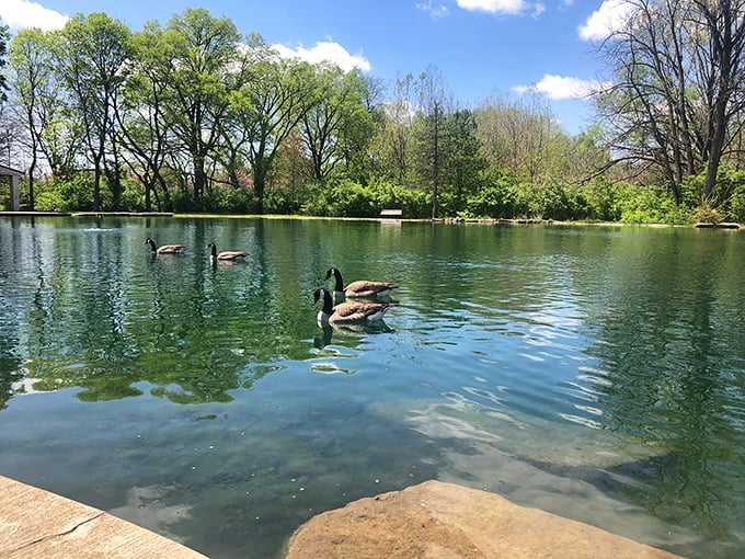 The pond offers a moment of reflection—literally and figuratively—as geese cruise by like feathered gondoliers.
