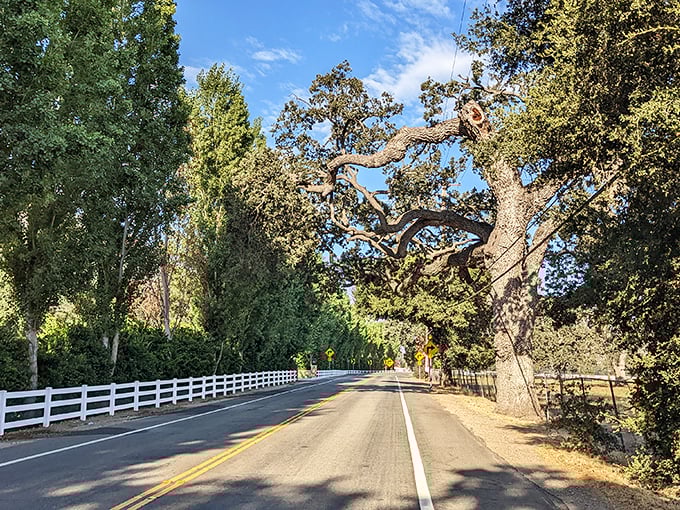 Country roads lined with ancient oaks – nature's version of a cathedral ceiling that makes every drive feel ceremonial.