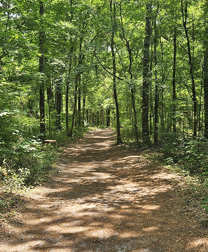 Forest paths wind toward liquid treasures hidden in Florida's most underrated natural theater.