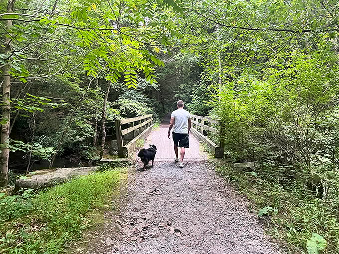 Man's best friend leads the way across this woodland bridge – every good adventure needs a four-legged tour guide.