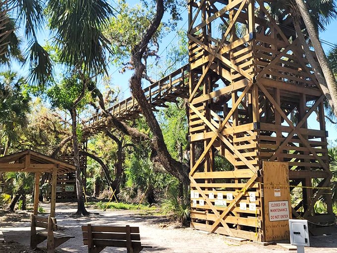 The canopy walkway tower isn't just stairs—it's a time machine taking you back to when Florida was nothing but wilderness and possibility.