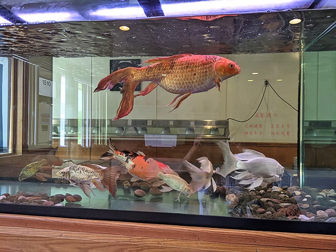 Even the fish seem excited about the culinary magic happening just beyond their glass walls.