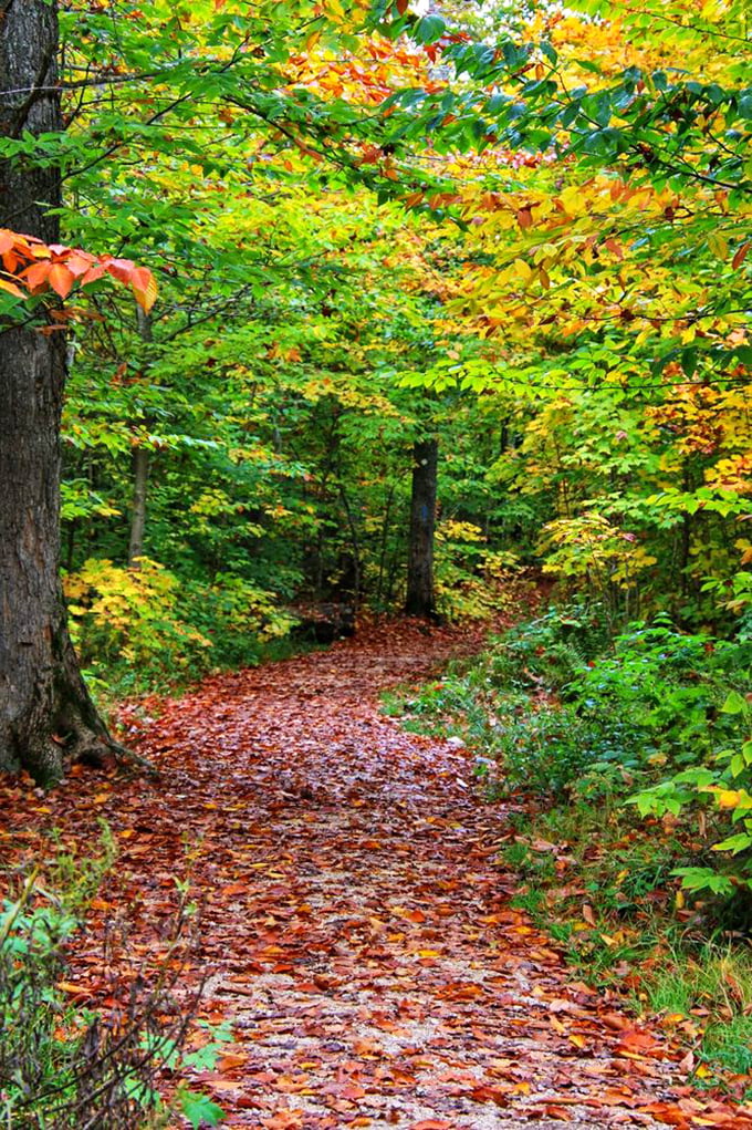 Autumn's red carpet treatment transforms ordinary hiking trails into pathways that would make any Hollywood premiere jealous.