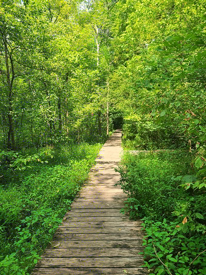 This wooden boardwalk isn't just a path – it's an invitation to venture deeper into the green embrace without disturbing the delicate ecosystem below.