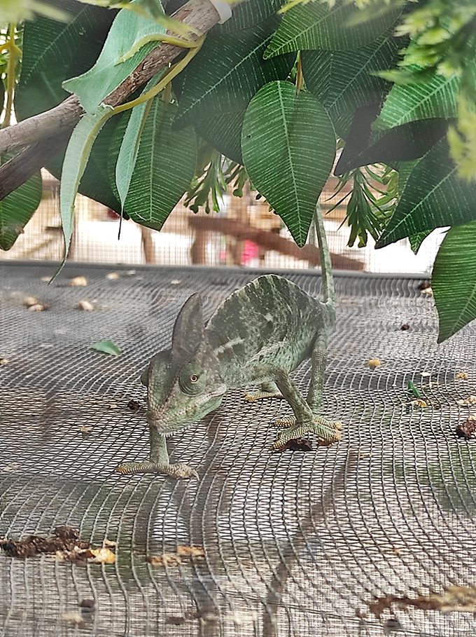 Florida's unofficial welcoming committee – this chameleon seems to be contemplating whether to blend in or stand out among the market's colorful offerings.
