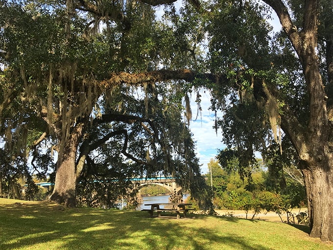 Majestic live oaks draped with Spanish moss create nature's perfect picnic spot – no reservation required, just bring your sandwich and soul.