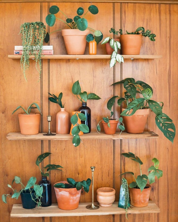 Rescued houseplants finding new life on vintage shelves. These green companions are the ultimate sustainable home décor statement.