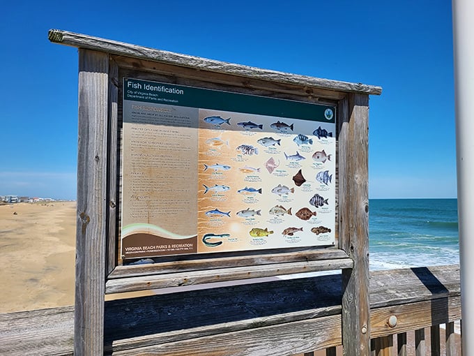 A field guide to "the ones that didn't get away" – this fish identification board turns casual beachcombers into amateur marine biologists.