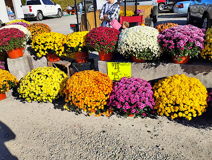 Nature's color wheel spins into vibrant mum displays that transform porches across North Georgia into autumn wonderlands at budget-friendly prices.