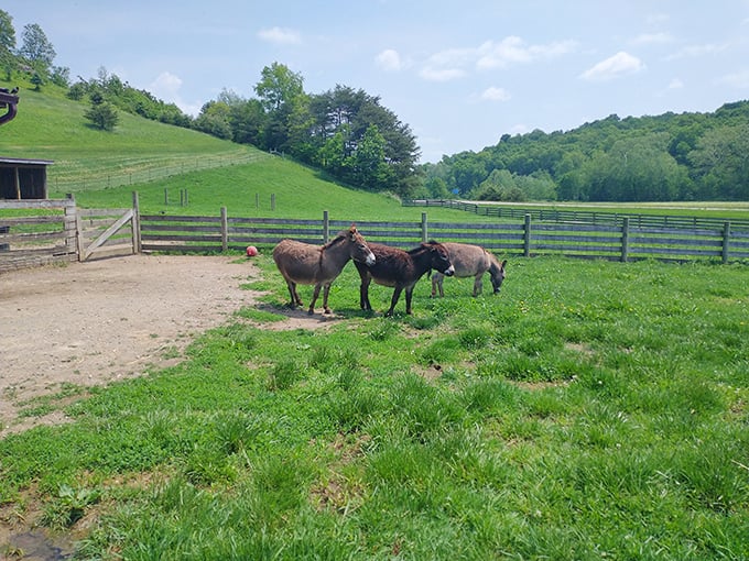 Fox's High Rock Farm brings pastoral peace with gentle donkeys grazing in rolling meadows – a reminder of Logan's agricultural roots.