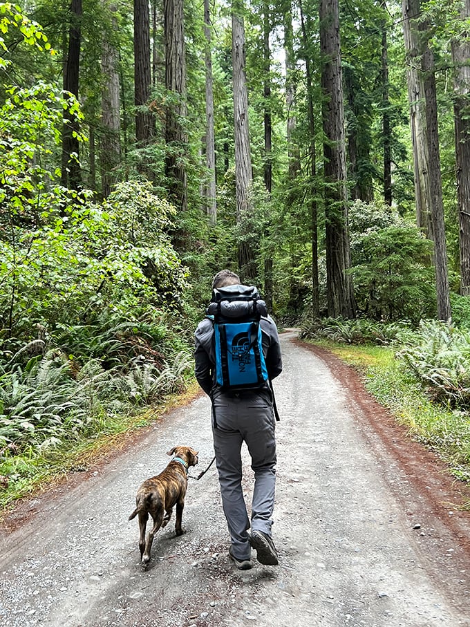 A hiker and faithful companion explore the redwood realm – proving that the best conversations sometimes happen without saying a word.