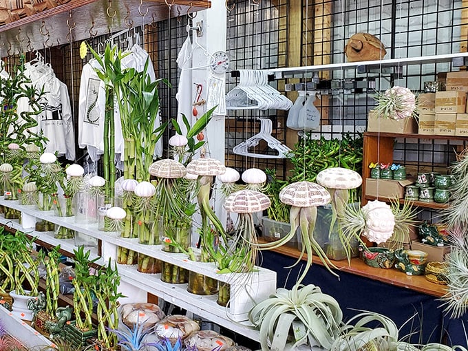 Botanical boutique where even black-thumbed shoppers can find air plants that forgive occasional neglect with graceful resilience.