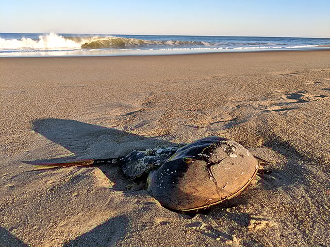 The horseshoe crab—surviving unchanged since dinosaurs roamed Earth. Talk about commitment to your personal brand.