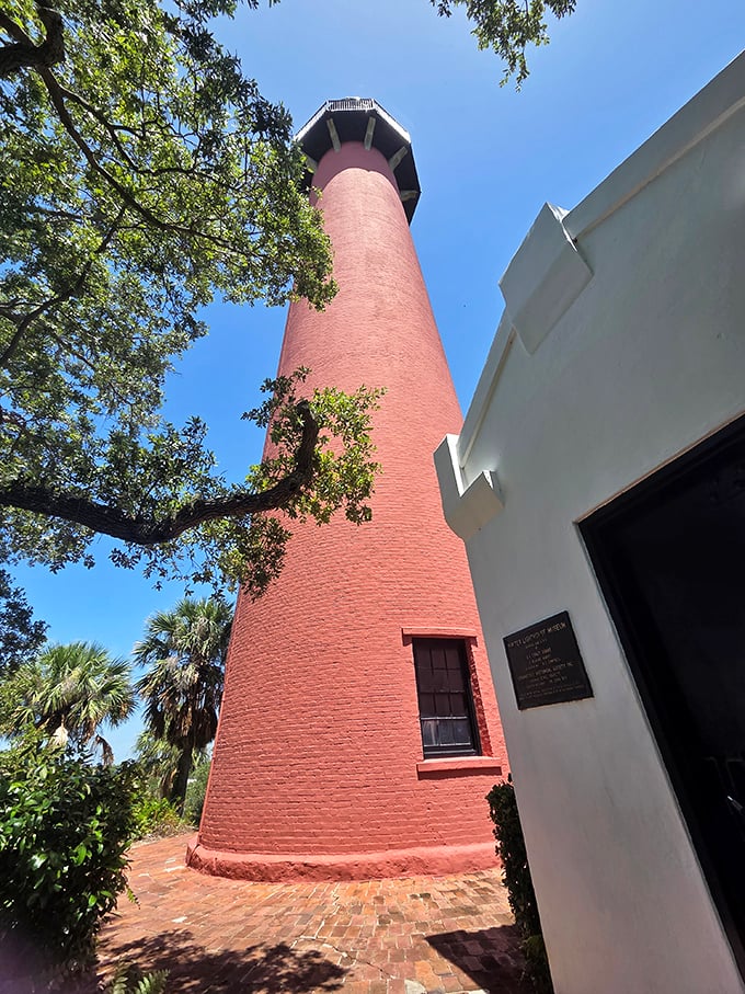 That moment when a 160-year-old lighthouse photobombs your tree picture and somehow makes it infinitely better.