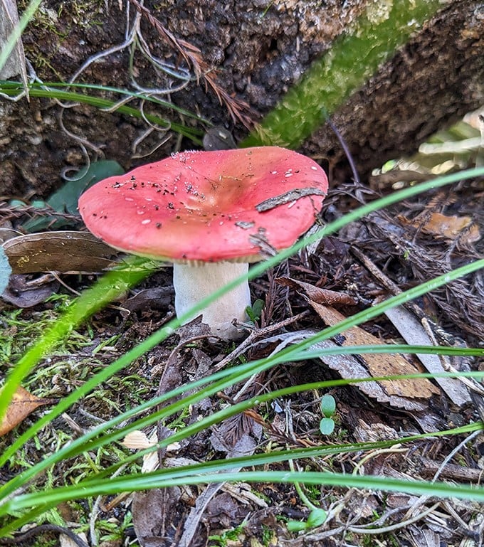 Nature's neon sign – this vibrant mushroom pops against the forest floor like Mother Nature's version of modern art.