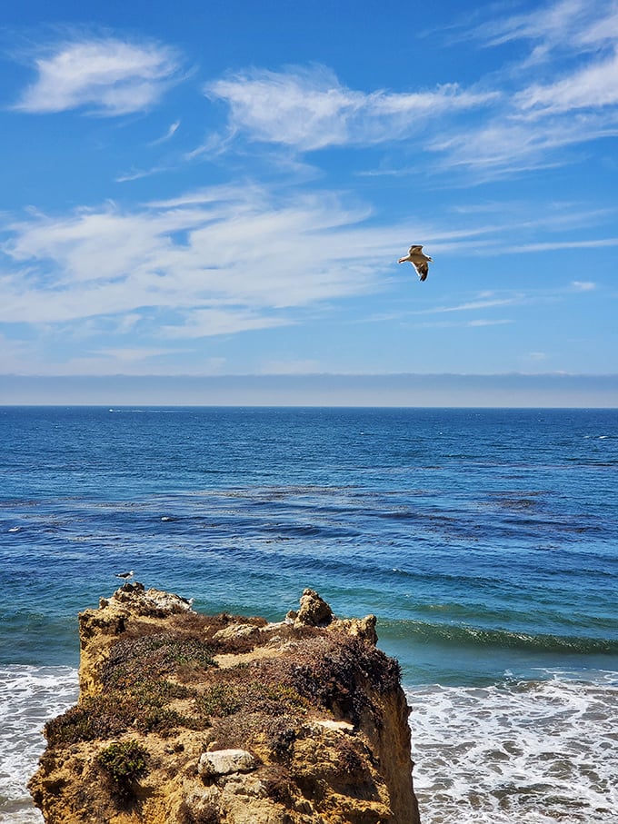 Freedom takes flight over endless blue. El Matador's expansive horizons remind visitors why the Pacific earned its name—peaceful, vast, and utterly mesmerizing.