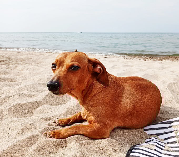 Even dogs know Presque Isle is paradise—this sandy-pawed vacationer has found the perfect spot for contemplating squirrel chasing and treat opportunities.