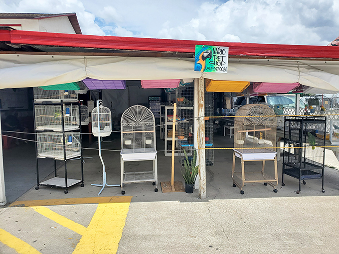 Pet paradise for the bird and reptile enthusiast! Empty nest syndrome? Fill it with an actual nest – complete with feathered or scaled occupant.