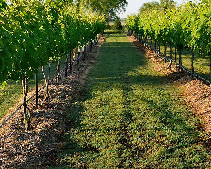 Neat rows of grapevines promise future bottles of Texas wine, proving that good things come to those who wait—and those who visit Granbury's wineries.