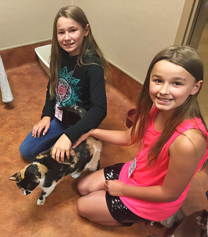 The real beneficiaries of your shopping spree—adorable shelter pets getting some human love. This calico cat might be thinking, "Thanks for buying that lamp I can't wait to knock over."