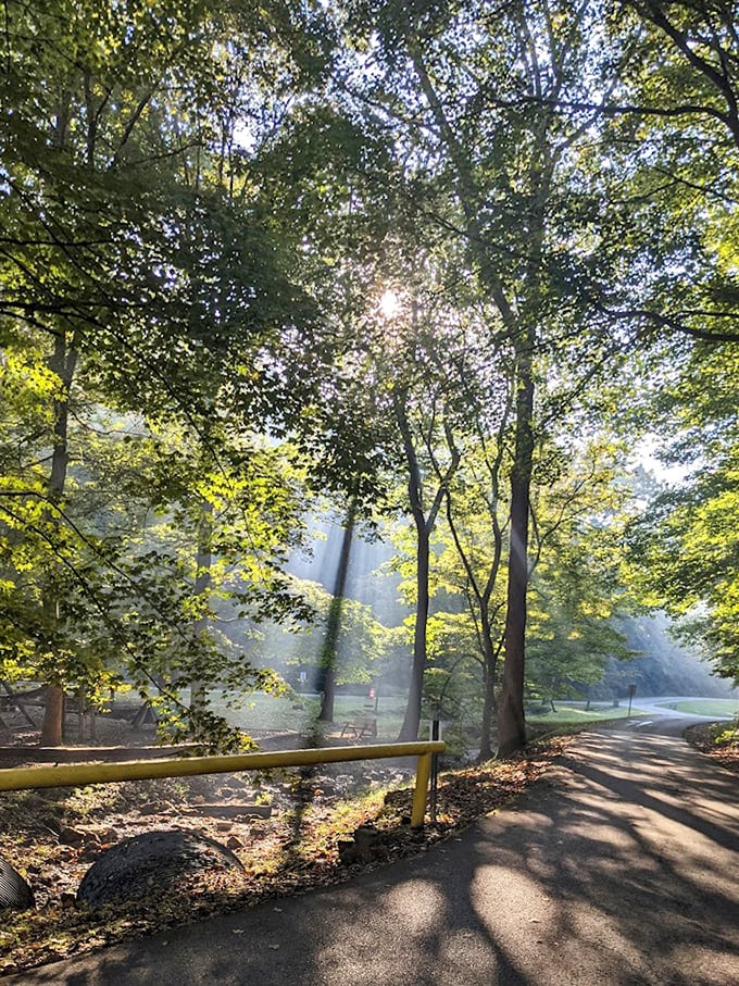 Heaven's spotlights break through the canopy. These divine rays transform an ordinary morning walk into something worthy of a spiritual awakening—or at least an exceptional Instagram post. 