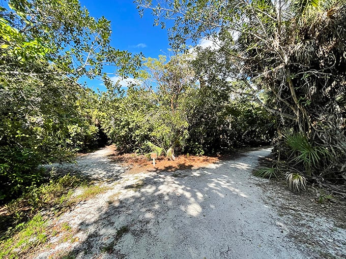 Nature's choose-your-own-adventure – where trails diverge into the dense coastal hammock, promising discoveries around every sandy bend.