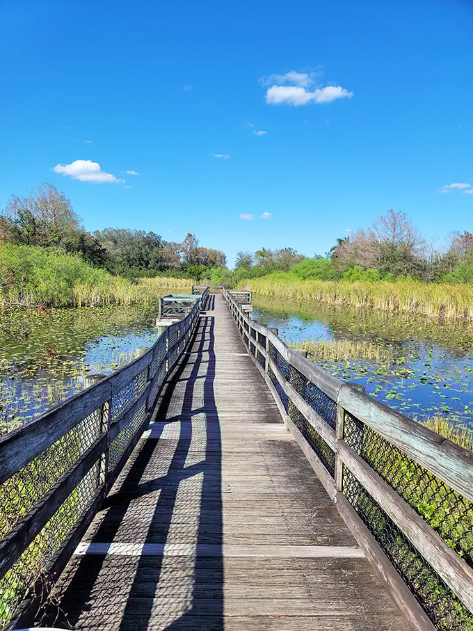 Nature's therapy session awaits on boardwalks through wetlands—the kind of Florida experience that remains gloriously free of admission fees.