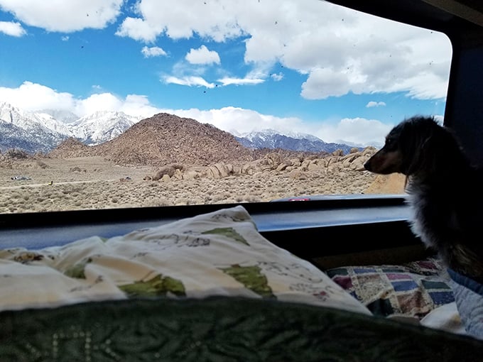 Road trip companions come in all species—this furry navigator seems just as mesmerized by the view as any human passenger.