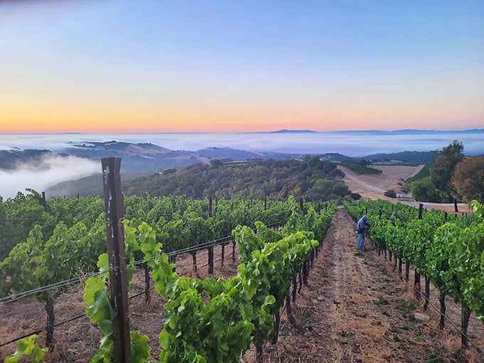 Vineyard sunsets that make you understand why people write poetry, even if you don't understand poetry.