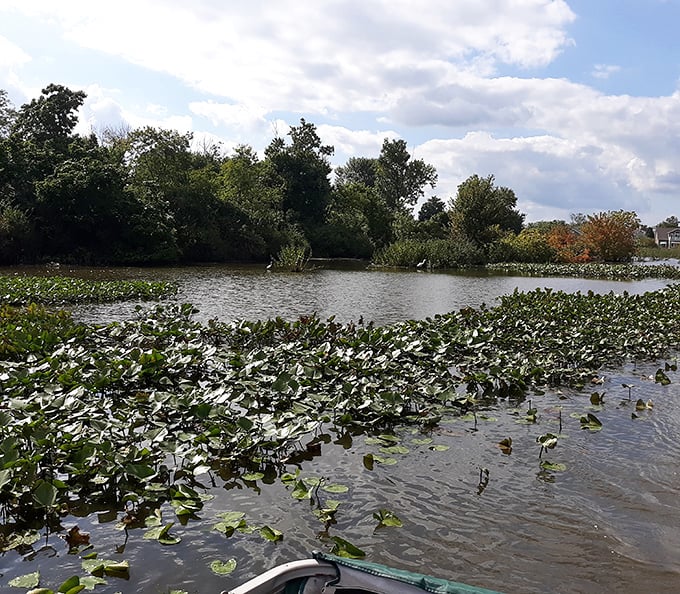 Water lilies create nature's mosaic across Buckeye Lake's surface—a floating garden that changes with every gentle ripple and breeze.