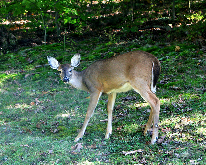 This young deer pauses mid-step, giving you that "Did you bring snacks?" look that wildlife has perfected over millennia.