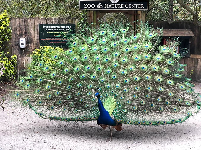 Nature's supermodel: this peacock doesn't just strut—it transforms into a walking fireworks display of iridescent magnificence.