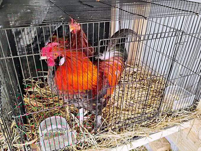 This magnificent rooster isn't just posing—he's auditioning for the role of "Most Photogenic Barnyard Celebrity" and absolutely nailing it.