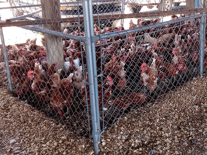 Farm fresh takes on a whole new meaning! These feathered ladies are the ultimate free-range ambassadors, bringing rural charm to the market experience.