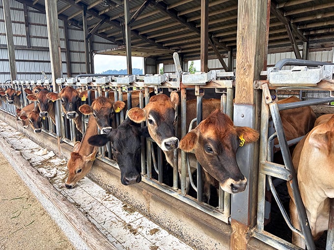 Meet the ladies responsible for your ice cream bliss—Jersey cows whose rich milk creates that unmistakable creamy texture.