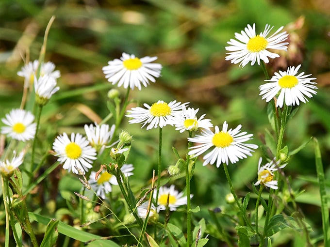 Nature's confetti – wild daisies dot the landscape with cheerful white and yellow faces throughout warmer months.