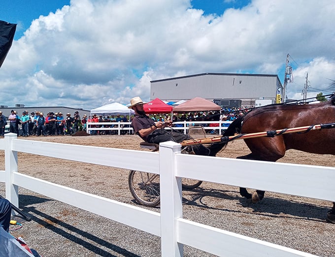 Horse auctions in Mount Hope draw crowds who appreciate horsepower in its original form. The real-life equivalent of swiping right on a four-legged partner.