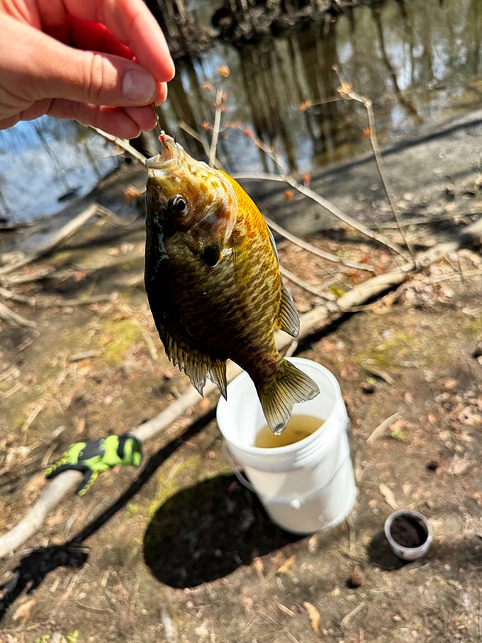 The humble sunfish—proof that sometimes the most satisfying catches aren't the biggest ones, but the ones that bring the most smiles.
