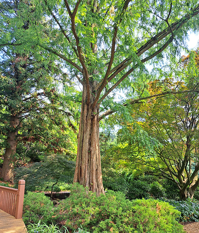 This towering giant has been practicing its posture for decades. Tree yoga at its finest—reaching skyward with the confidence of a natural skyscraper.