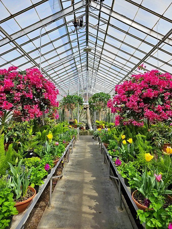 The greenhouse bursts with tropical color, creating a warm escape even on Ohio's chilliest days—like a vacation you can take in an afternoon.