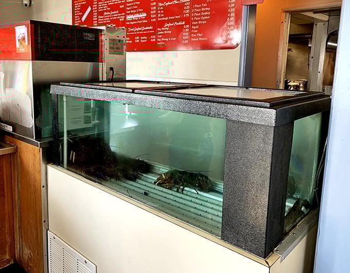 Live seafood awaiting their starring role – the ultimate proof of freshness that no marketing slogan could ever match.